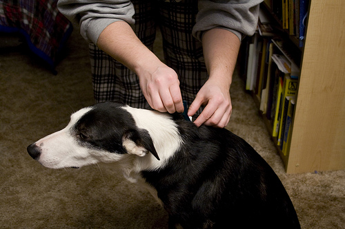 Your Dog Flea Treatment