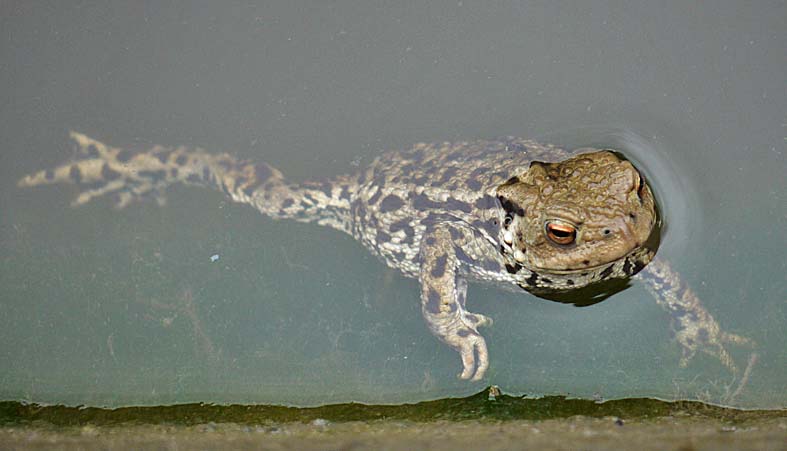CABINET OF CURIOSITIES: Toad Spotting