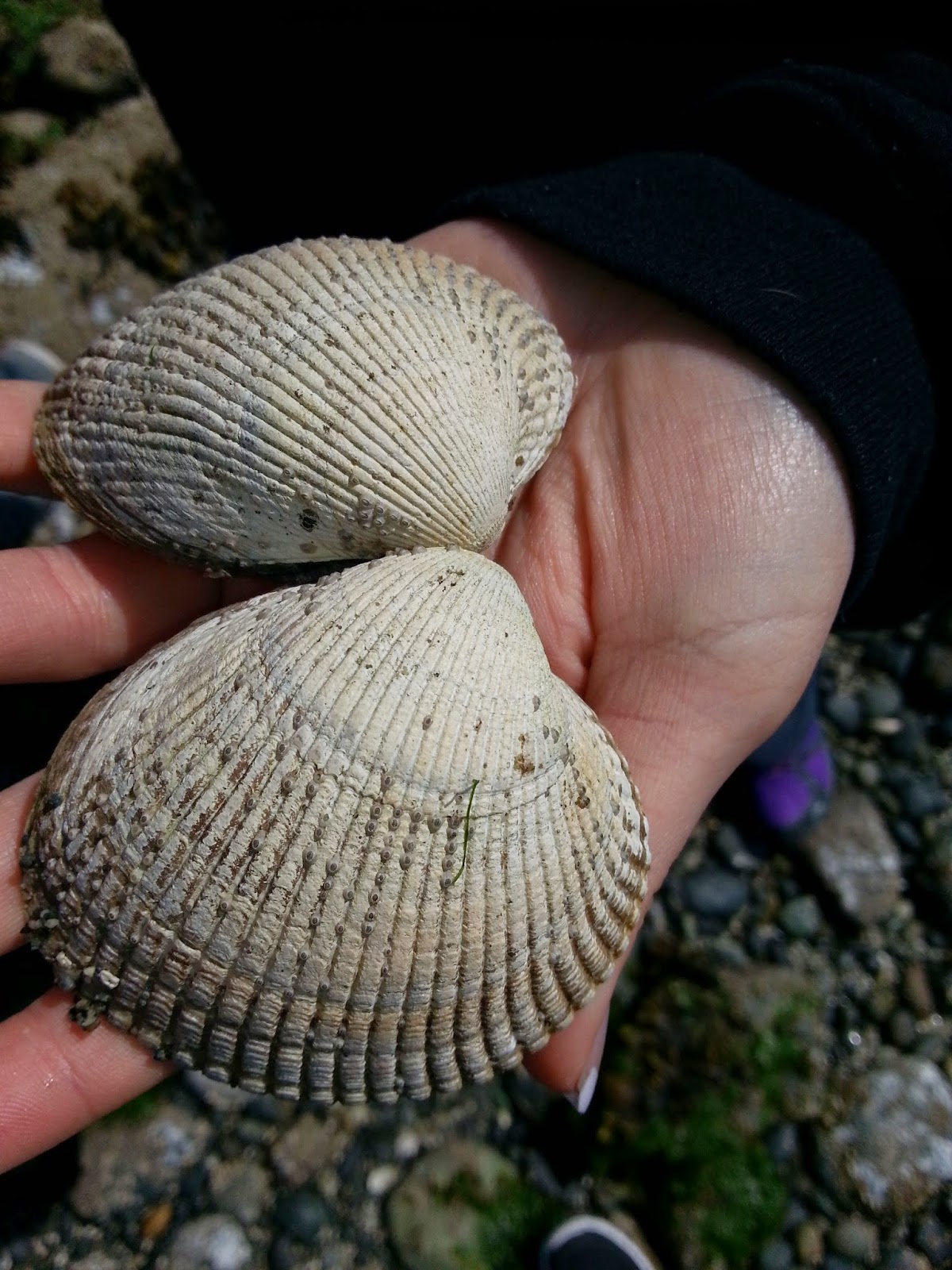 Scavenger Hunt : Heart Cockle