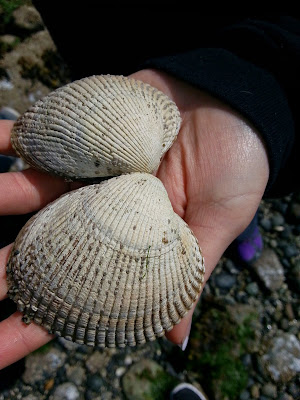 Scavenger Hunt : Heart Cockle