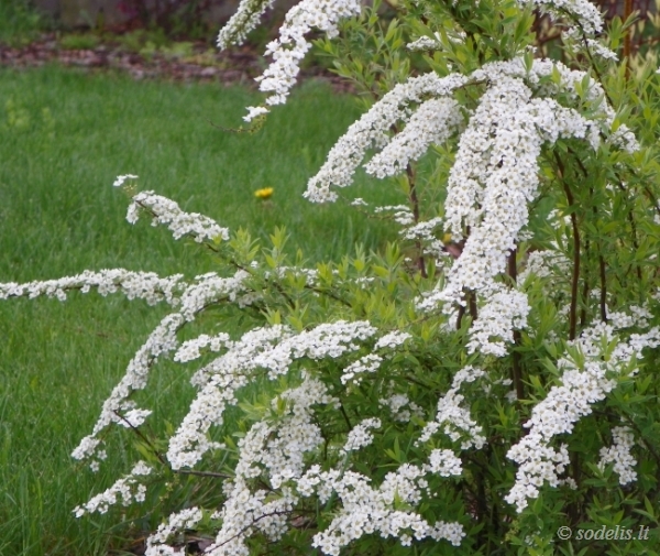 sodelis.lt: Puošniai žydintys medžiai ir krūmai