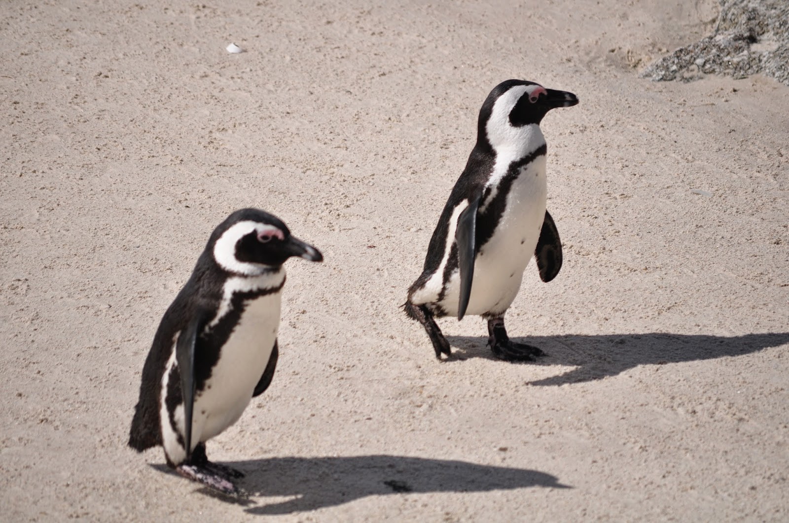 Pájaros, Pajarracos: Pingüino de El Cabo