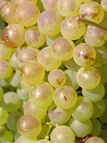 Fringe Wine: Weird Blend Wednesday - Bosco, Vermentino & Albarola ...