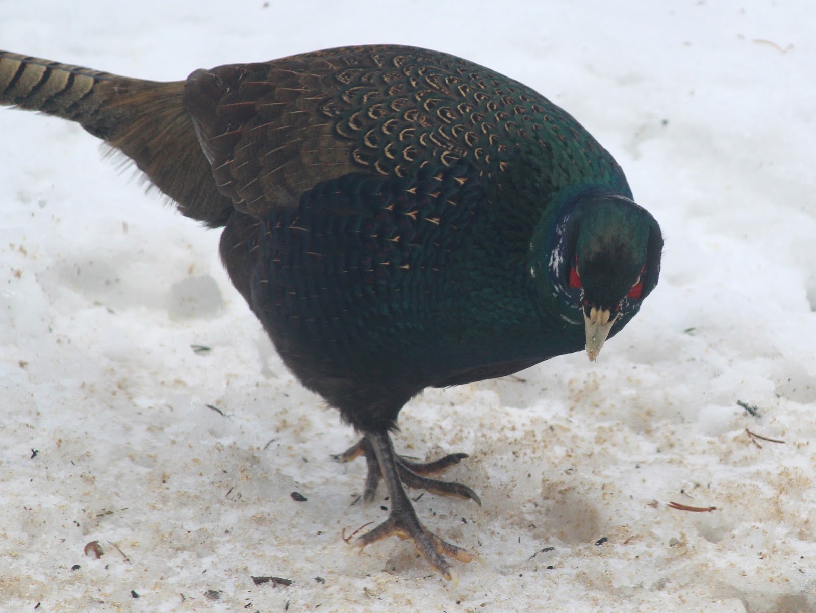 Dispatches from Can of Duck: Melanistic Pheasants