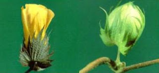 Bir tohum lifi olan pamuk lifleri