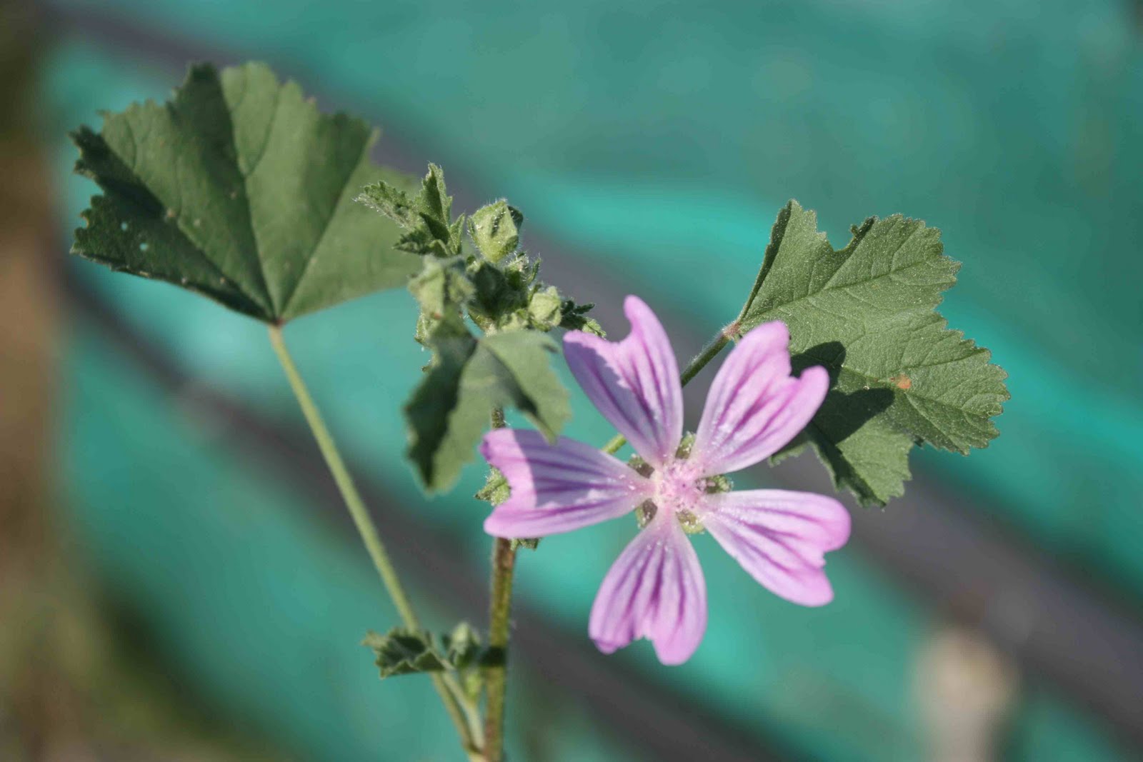 Naturaleza Benalup: A criar malvas