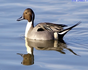 I racconti di nonna Elda: La papera Gelsomina