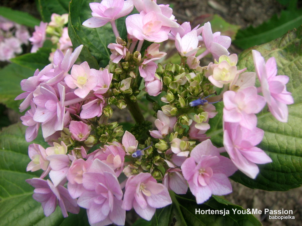 Hydrangea, Hortensja: Hydrangea macrophylla (Hortensja ogrodowa ...