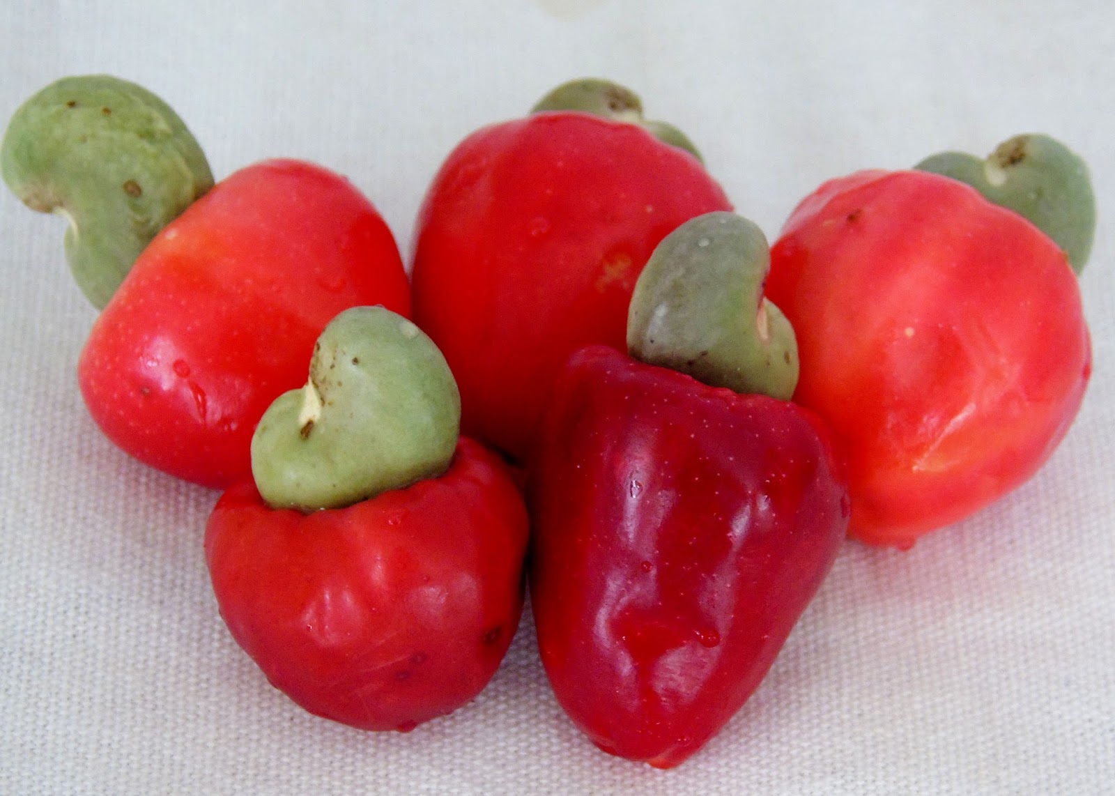 Caju (Anacardium spp.) | A planta da vez