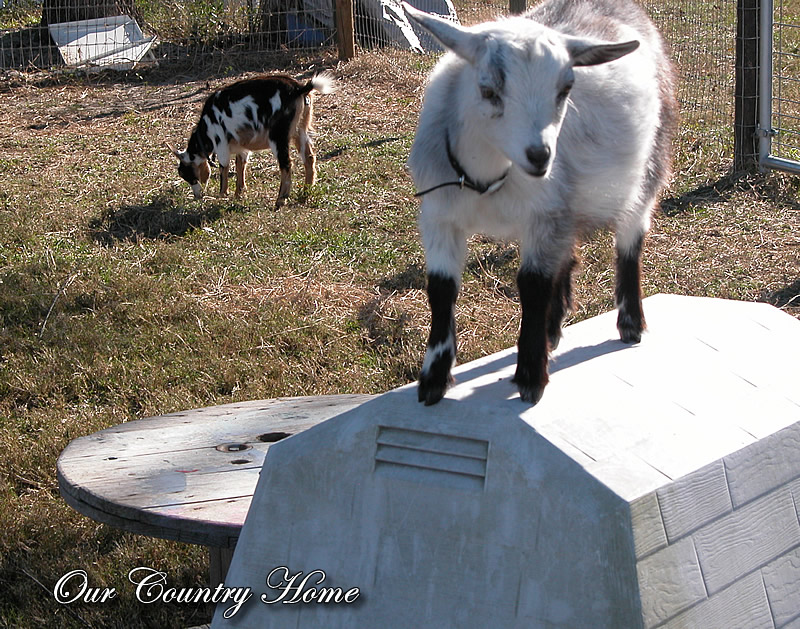 *Our Country Home...: Goat Playground