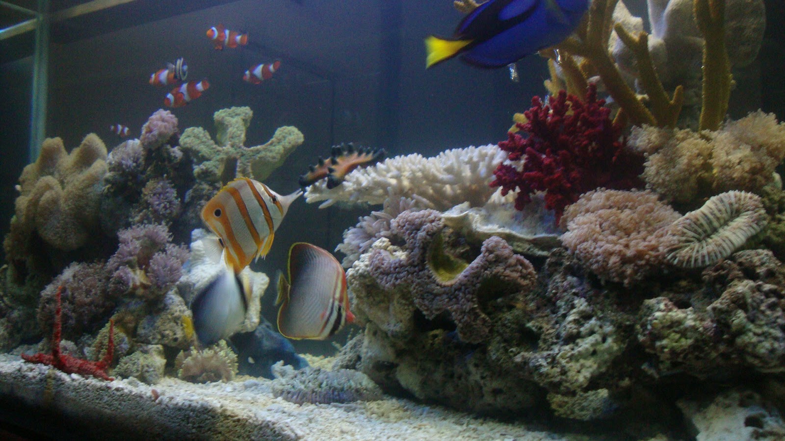 D' Ocean Aquarium: Akuarium Air Laut (Saltwater Aquarium)