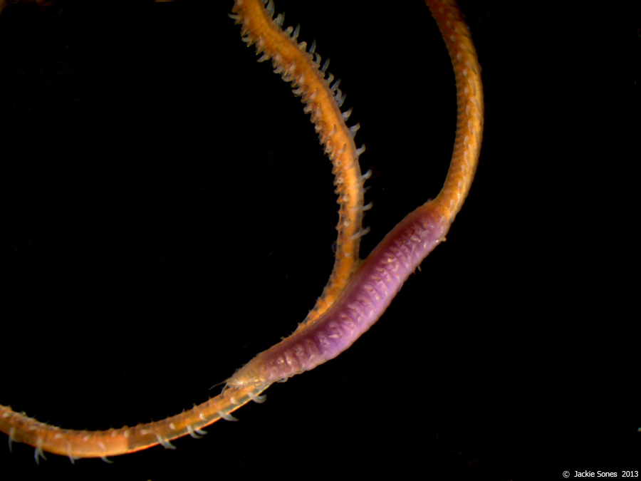 The Natural History of Bodega Head: Full Worm Moon