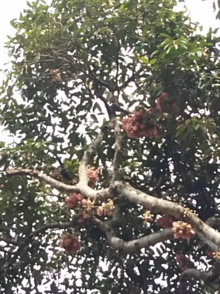 RARE - Durian Bunga Merah