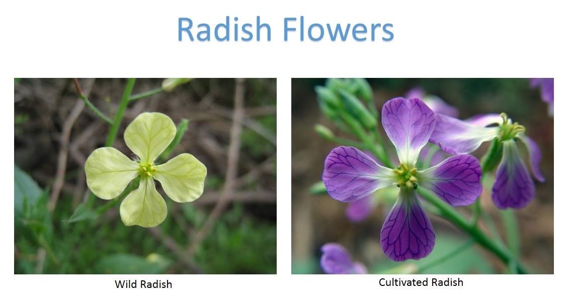 Floral Morphology of Vegetables ~ A2Z Veg-Science