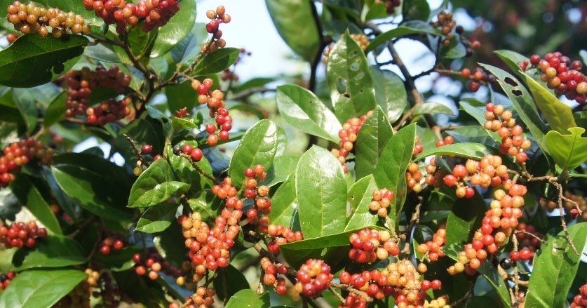 OUR PHILIPPINE TREES: The Miniature Bignay