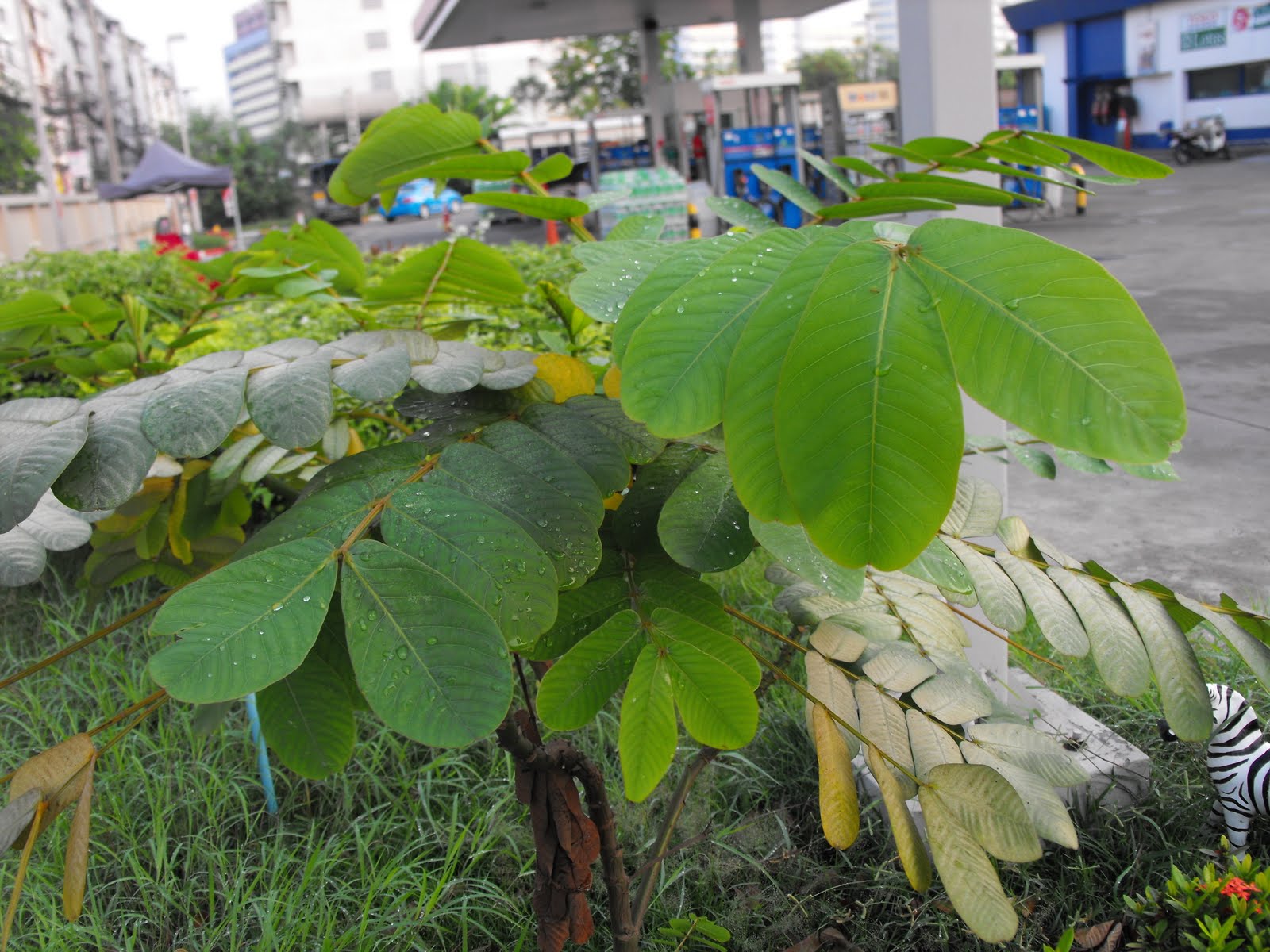 Herbal Remedy Treatments: Health Benefits of Akapulko or Asunting