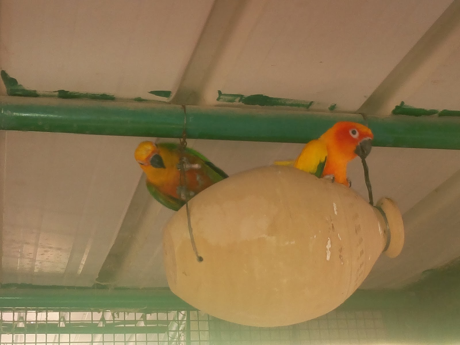 Mumbaikars In Muscat: A visit to Barka Zoo