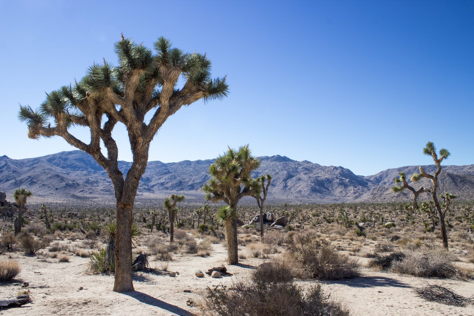 Climbing and Bouldering Mecca at Joshua Tree National Park - Explore ...
