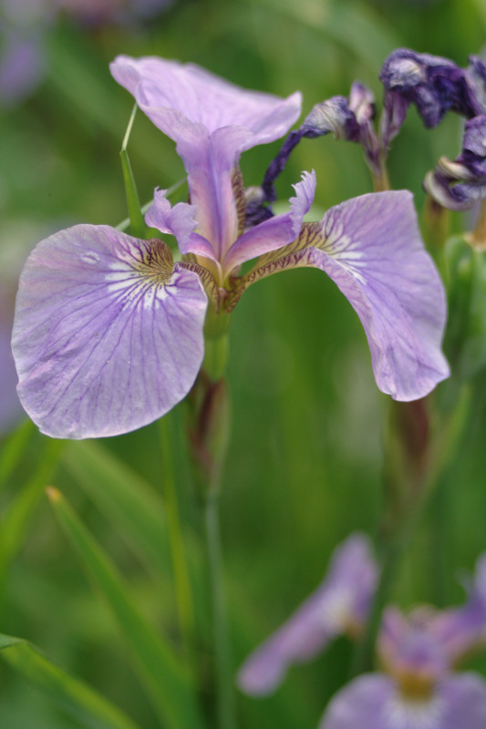 Botanizing in Alaska: Wild Iris