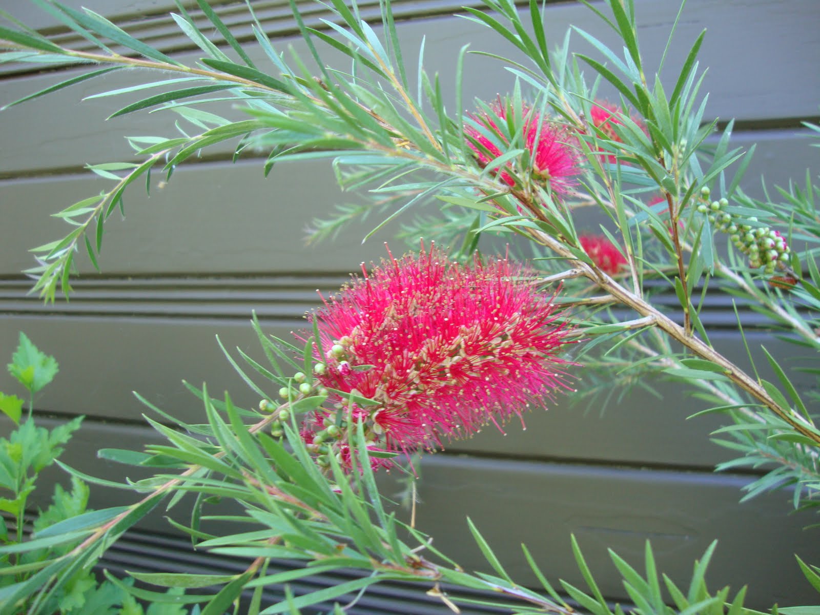 danger garden: Callistemon
