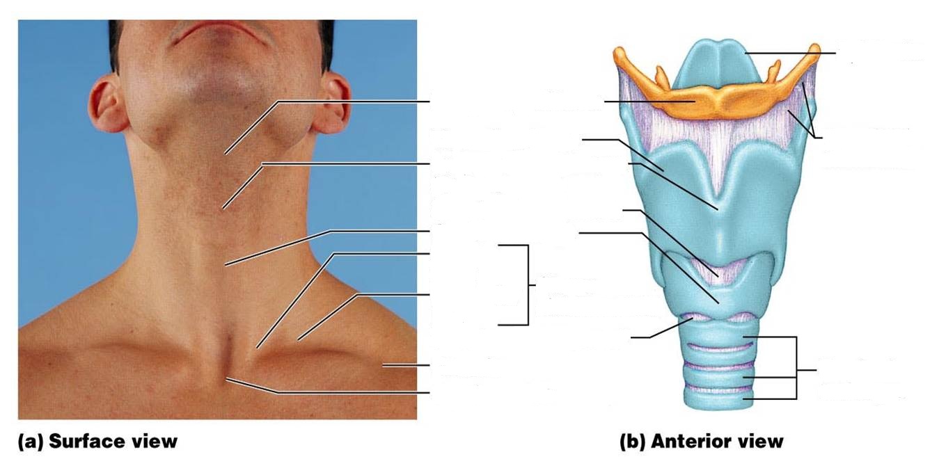 CLASS BLOG: BIO 202 Respiratory System Worksheet