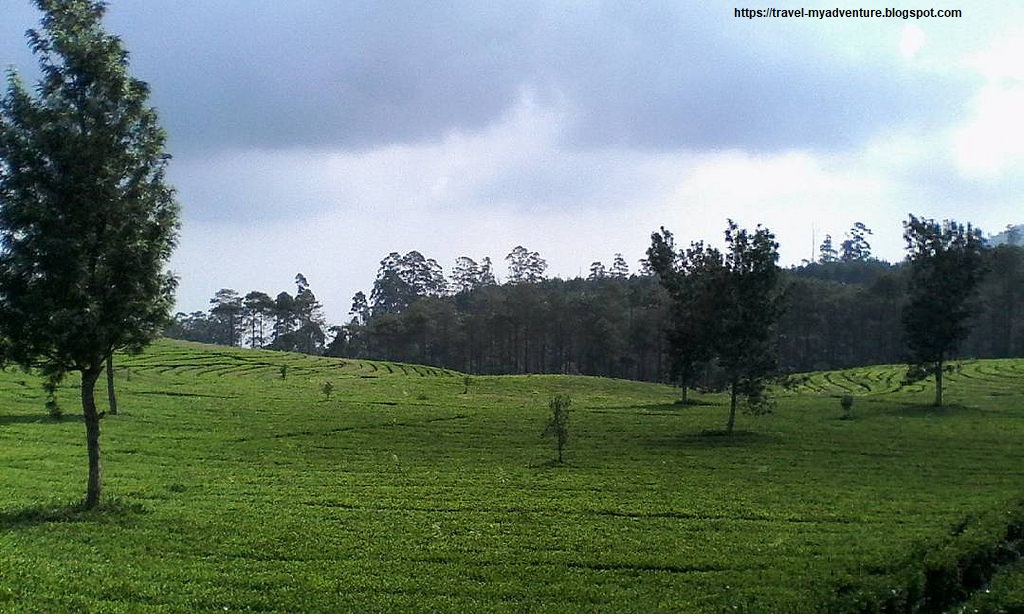 WISATA KEINDAHAN ALAM KEBUN TEH SUKAWANA DIBANDUNG - TRAVEL MY ADVENTURE