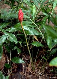 Tanaman Obat : LEMPUYANG GAJAH | Manfaat dan Khasiat