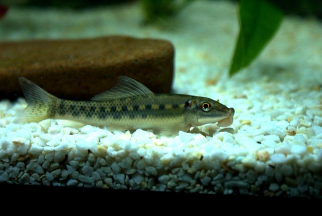 Glonojady!: Glonojad syjamski