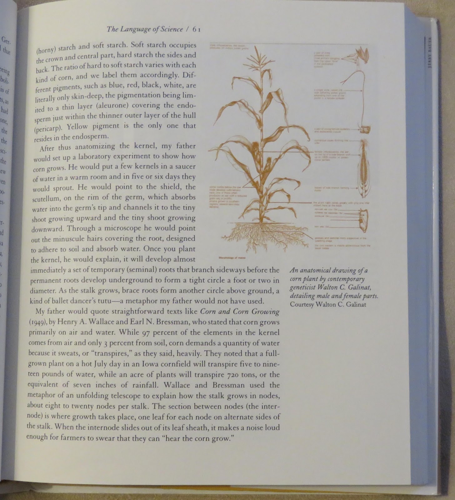 Mae's Food Blog: Myths, History, Science: "The Story of Corn"