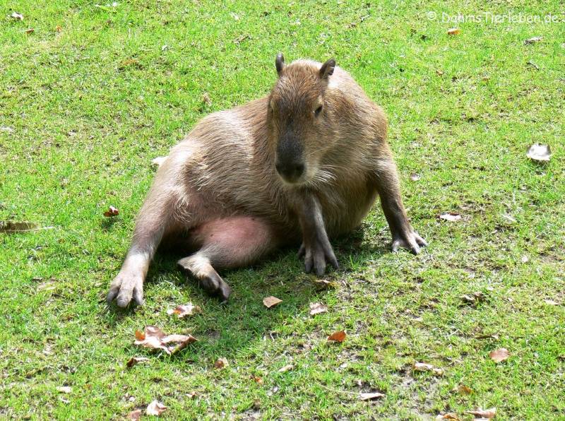 El ojo del buitre: Capibara - (Hydrochoerus hydrochaeris)