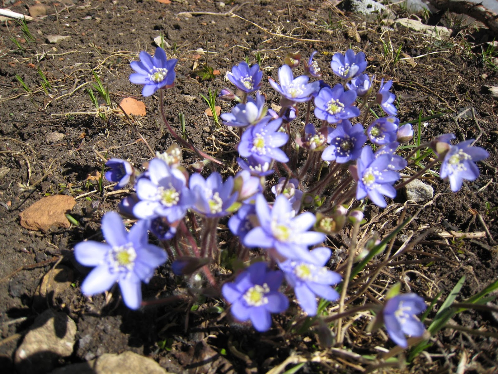 RRG 4.B klassi blogi: Tutvu projekti "Tere, Kevad!" kodulehega