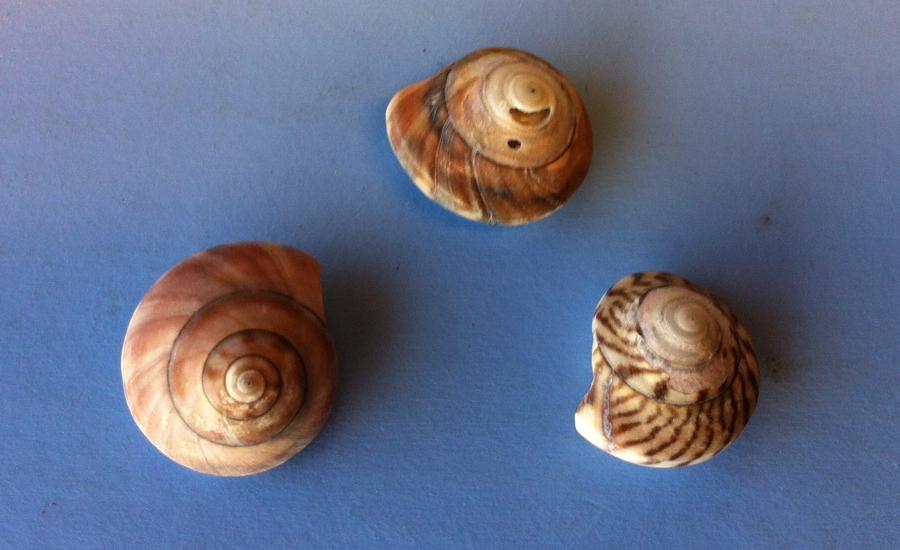 Rah Rah Radula!: Walkabout Missive #3 OR Falling Off the Face of Middle ...