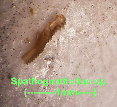 Variety of Life: Spathognathodus