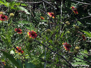 Hottman Photography: Late Spring in Central Texas