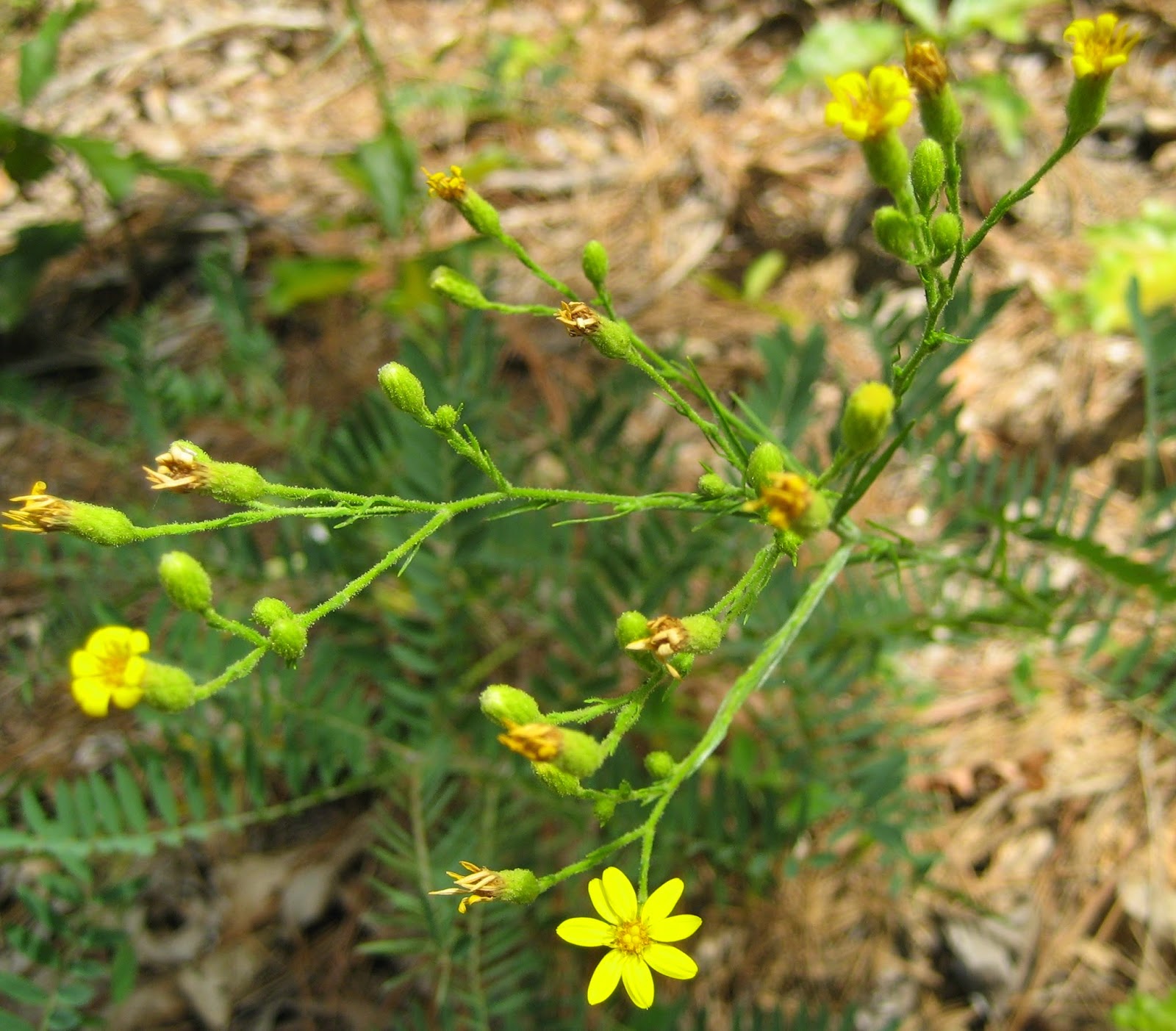 Discovering His Creation: Narrowleaf Silkgrass - Grassleaf Golden Aster ...