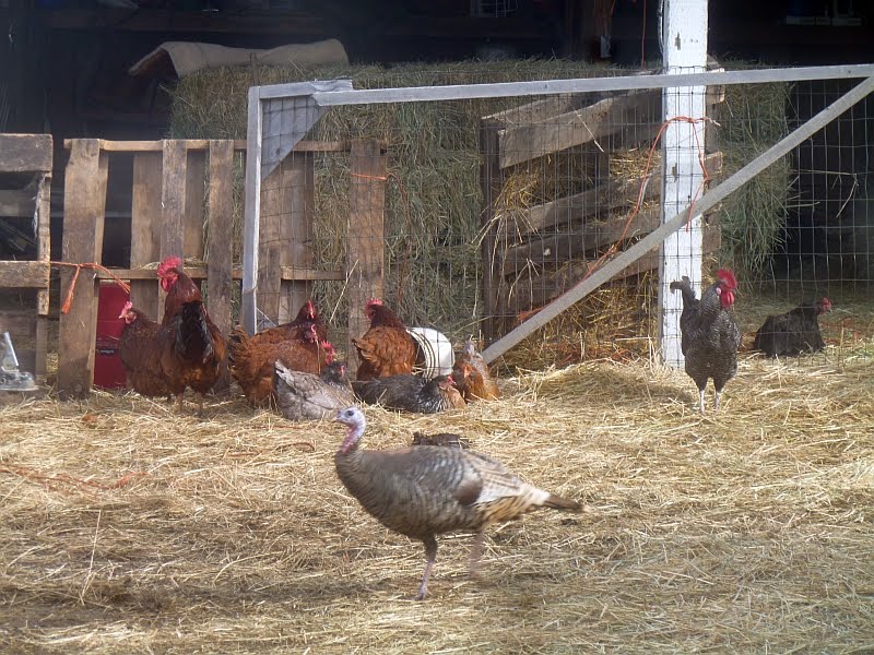 Rural Revolution: Random farm pix