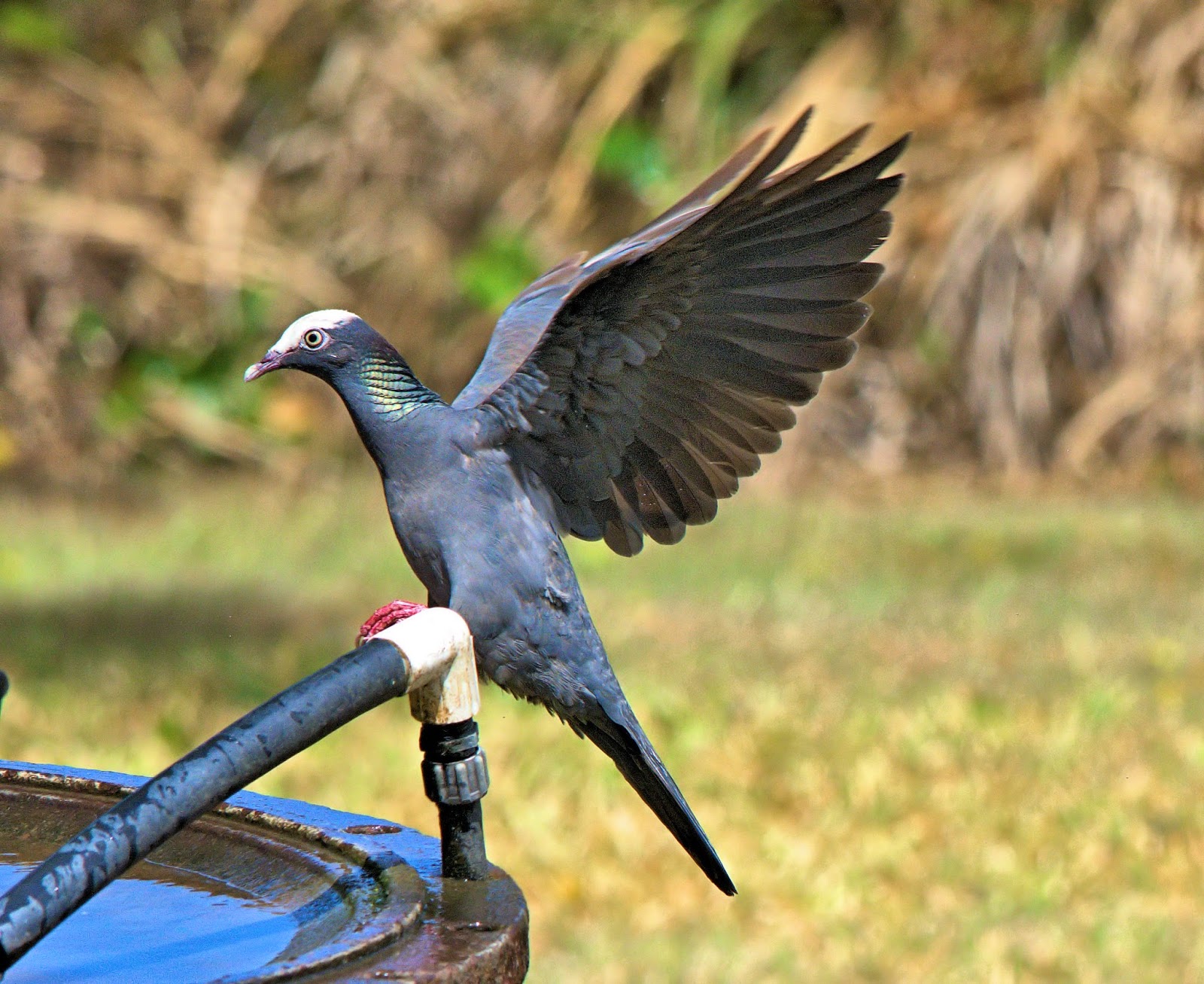 Birds of Barbados: June 2014