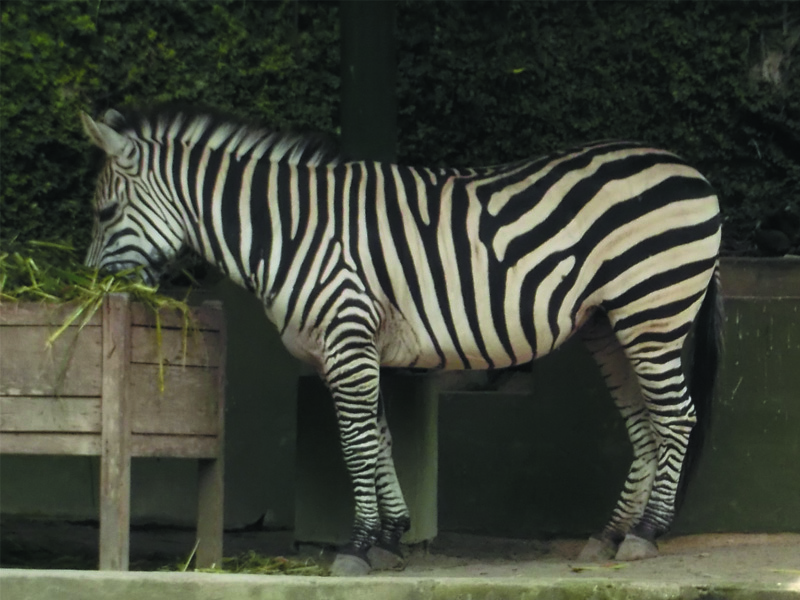Mengenal lebih dekat tentang kuda Zebra | Fauna Gue
