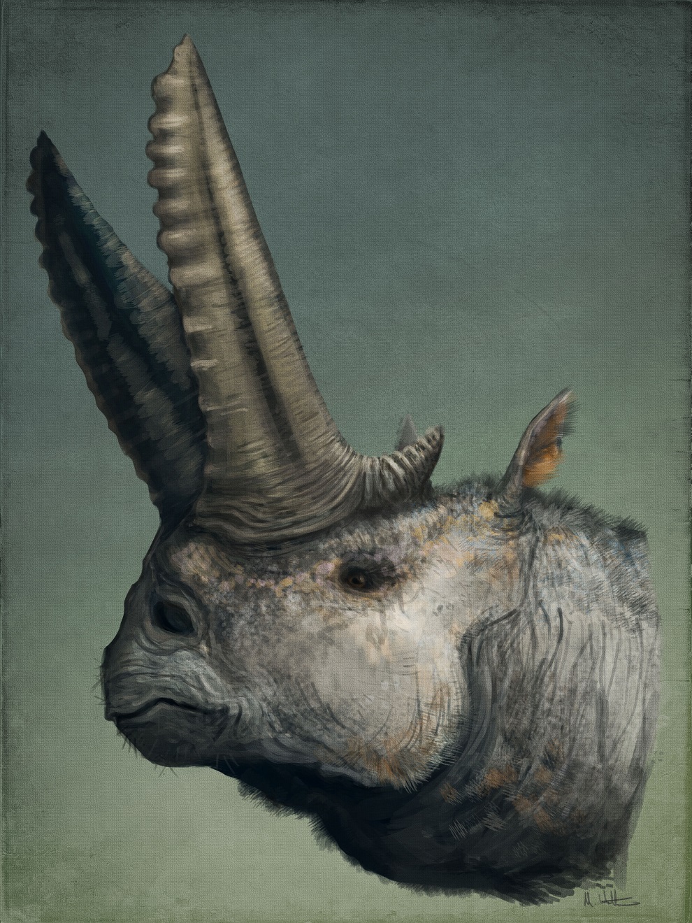 Arsinoitherium skull on display at the Paris Museum of Natural History ...