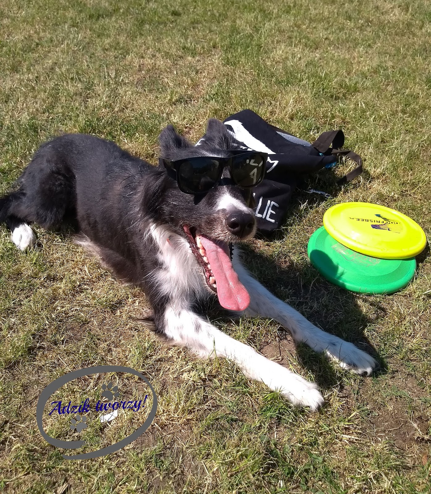 I can't keep calm - torba handmade dla właściciela border collie ...