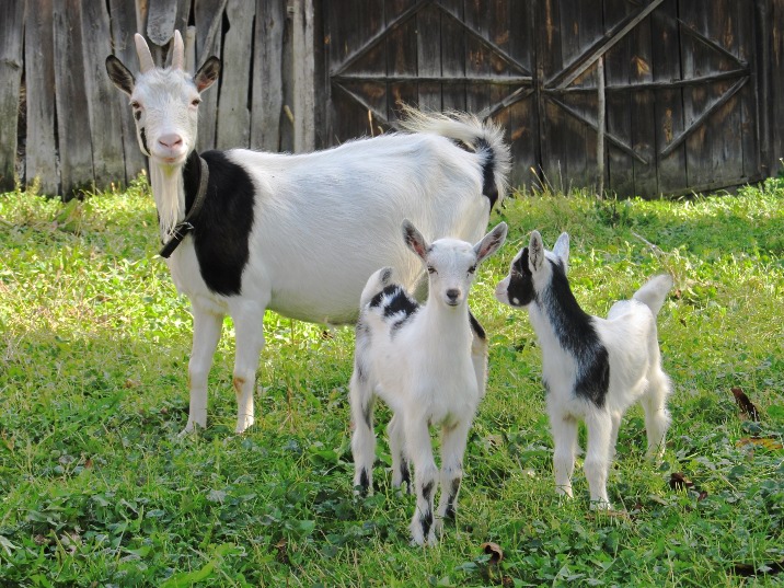 Ogród Na Końcu Świata: Małe kozy