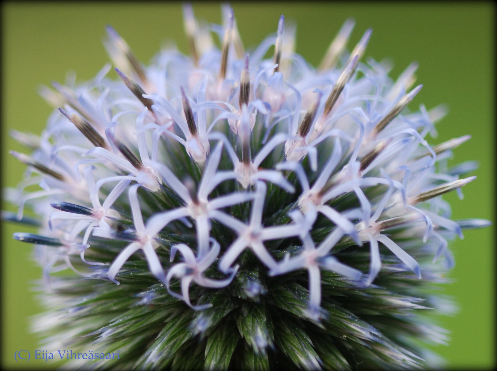 Koristepuutarhurin pihalla: Sinipallo-ohdake - Echinops bannaticus