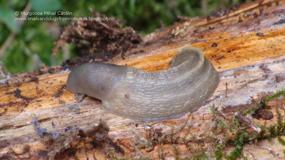Snails and Slugs from Romania: Limax (Limax) cinereoniger