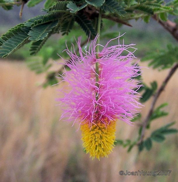 South African Photographs: Sickle Bush (Dichrosachys cinerea)