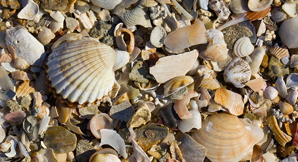 Use A Pencil: The Gift of Broken Sea Shells
