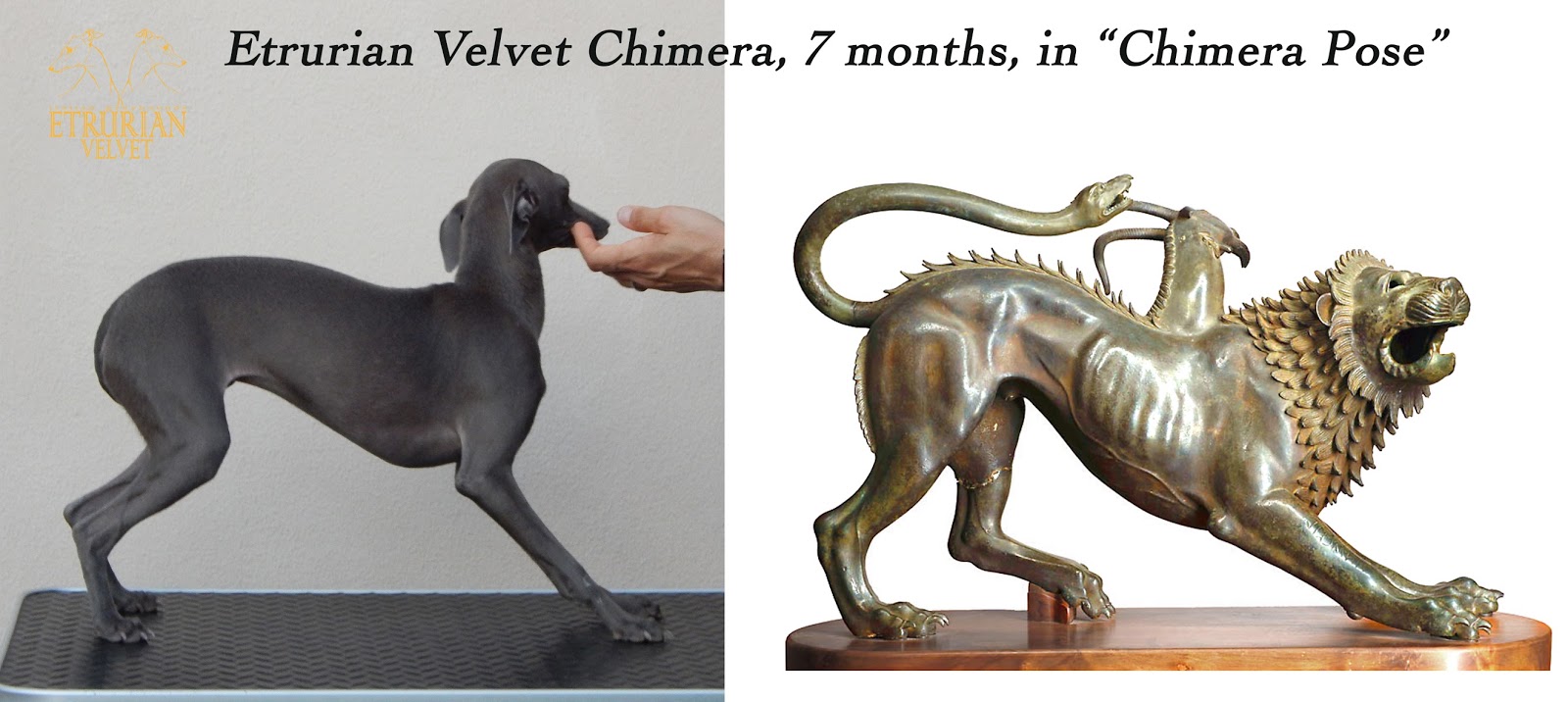 ETRURIAN VELVET: Chimera in "Chimera pose". The Chimera of AREZZO is an ...