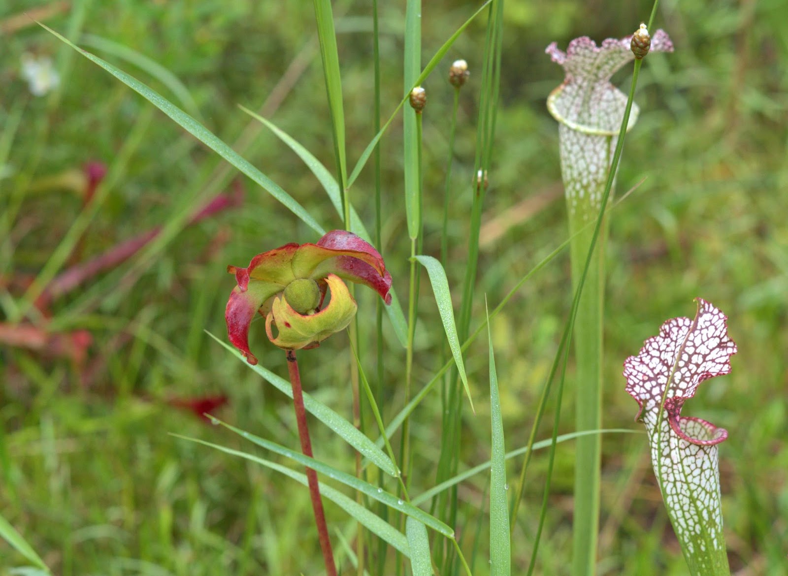 Nature Ramblers: Ramble Report August 24 2017