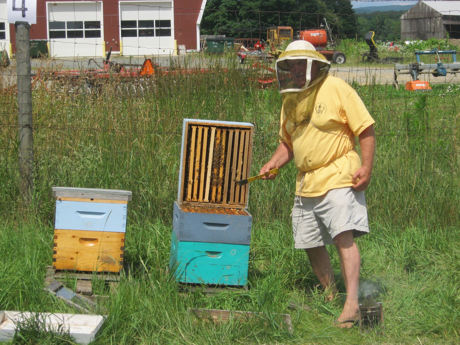 Steven's Bees: Mass Bee Field Day - June 23