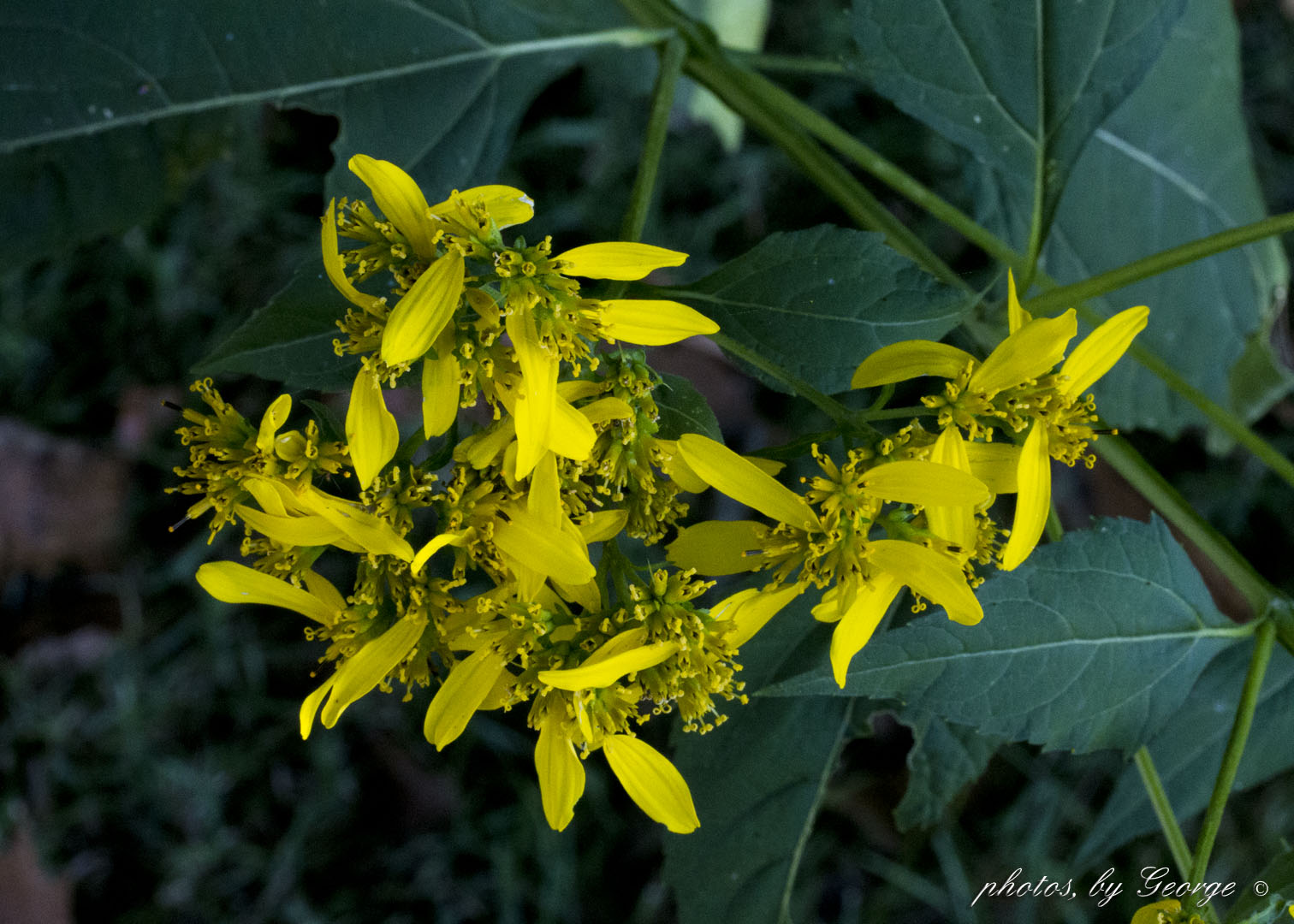 "What's Blooming Now" : Yellow Crownbeard (Verbesina occidentalis)