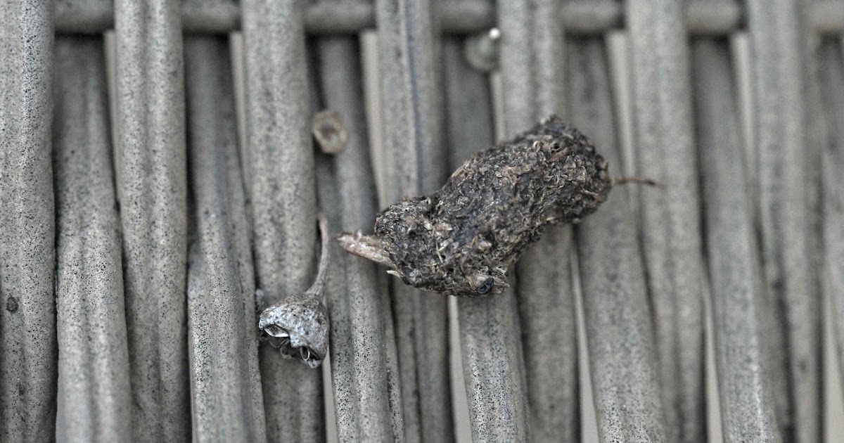 scats: a post about poo